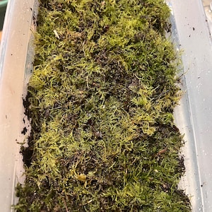 Natural Forest Mulch/humus organic Additive for Soils and Substrates - Etsy