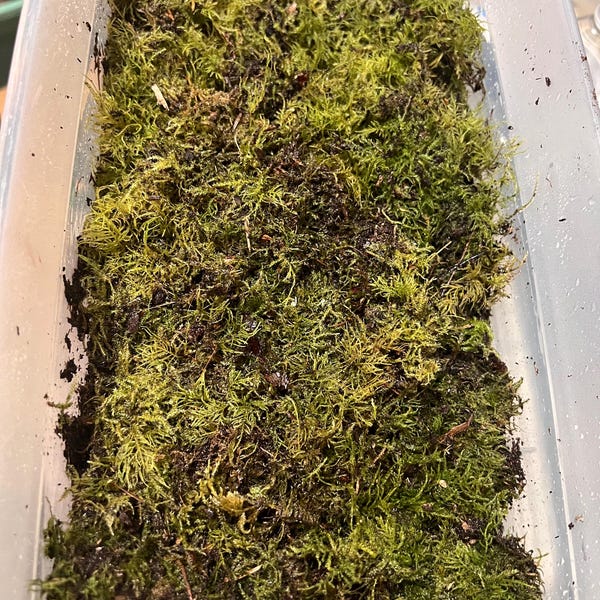 Live Sheet Moss - for Terrariums, Vivariums, Moss Gardens - Etsy