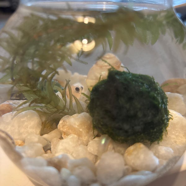 Set of 3 - Teo Mini Crystal Ball Terrarium Kit Home Office Desk ...
