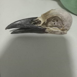 Crow Skull Real Natural Corvus Carone Raven Corvid Taxidermy Gothic ...