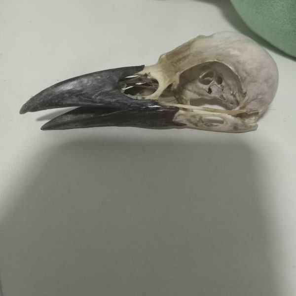 Crow Skull Real Natural Corvus Carone Raven Corvid Taxidermy Gothic ...