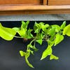 Scindapsus Lucens/anadendrum Affine/shingling Vine/pothos/philodendron ...