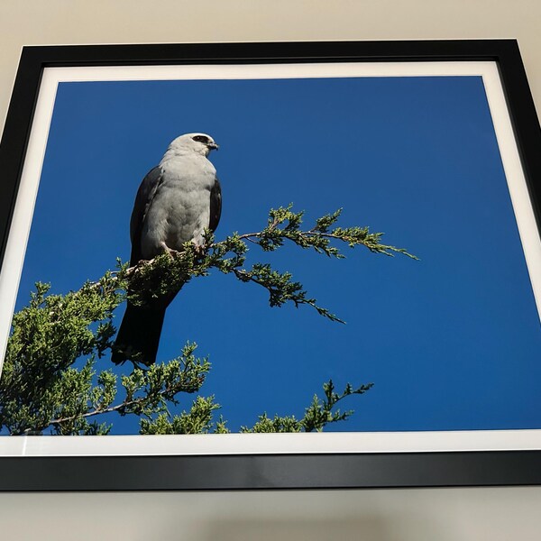 Red Shouldered Hawk Fine Art Print | Hawk Portrait | Hawk Photo | Bird ...