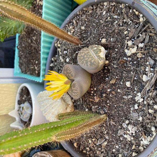 Lithops, Succulent, Cactus, LIVE PLANT - Etsy