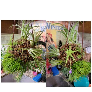 Neglecta Mini Air Plants Tillandsia, Air Plant, Indoor Plant, House ...