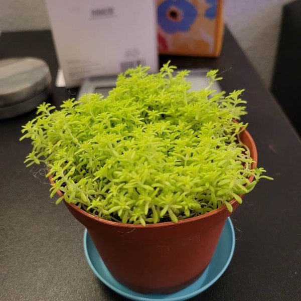 Sedum Tokyo Sun, Yellow Stonecrop, Rare Succulent, Live Plant in 2", 4 ...