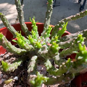 Sempervivum Cobweb hens and Chicks LIVE Succulent Plant 6 Inch Pot - Etsy
