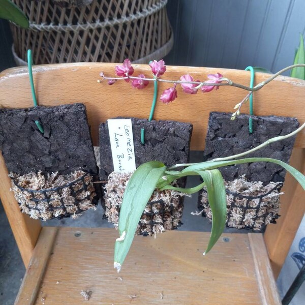 The Cork Mount - Hanging Plant Pot for Orchids, Epiphytes, Rare Plants ...