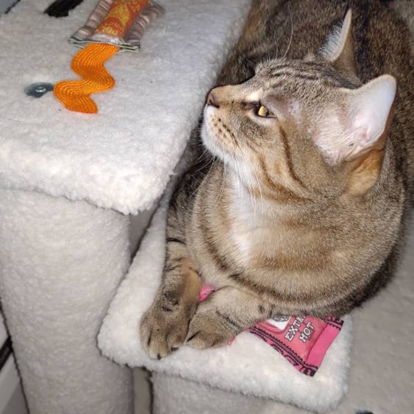 Chinese Takeout, Asian Hot Sauce Packet Catnip Cat Toy - Etsy