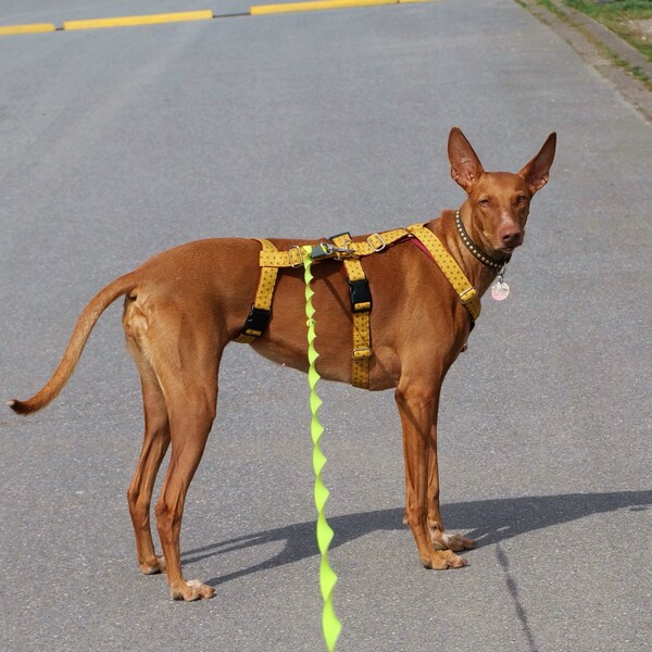 Dog Harness All Neon Like for Greyhound, Whippet, Piccolo, All Breeds ...