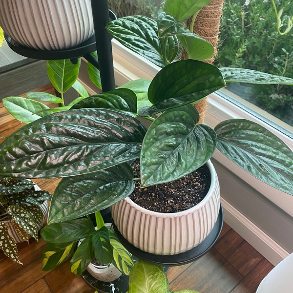 Monstera Peru in 6" Pot, Rare Plant, House Plant - Etsy