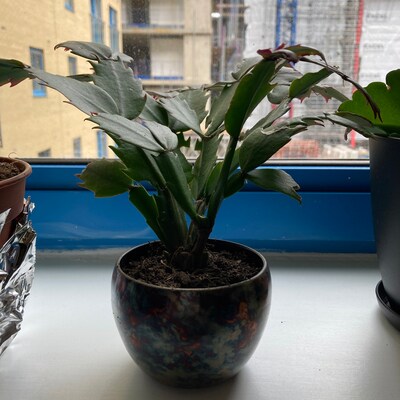 Sansevieria Cylindrica Rocket Snake Plant 6cm - Etsy UK