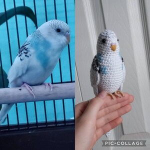 Blue White Budgie Stuffed Animal Realistic Parakeet Plush - Etsy