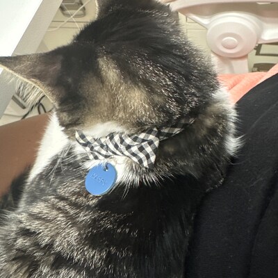 Cat Tag, Leather Tag, Silent ID Tag, Personalized Cat Tag, Small Dog ...