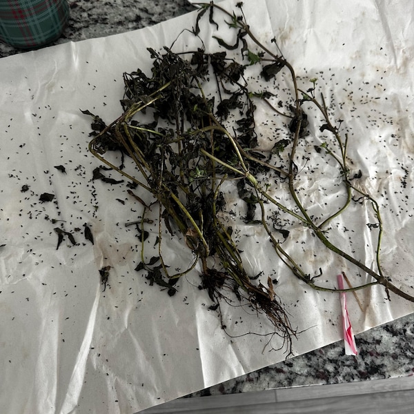 Atiponla -tostón-punarnava Boerhavia Diffusa Attacks Riches- Prosperity ...