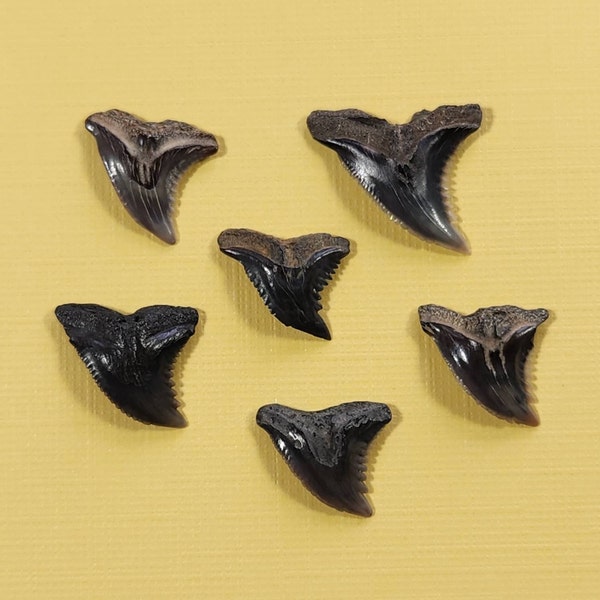 50 Fossilized Goblin and Sand Tiger Shark Teeth From the Paleocene of ...