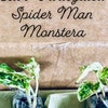 Albo Variegated Spider Man Monstera variegated Amydrium Medium Starter ...