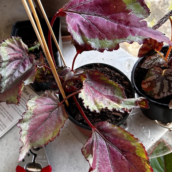 LIVE Splash Plant Pink Polka Dot Plant, Hypoestes Pink 4" Pot, Live ...