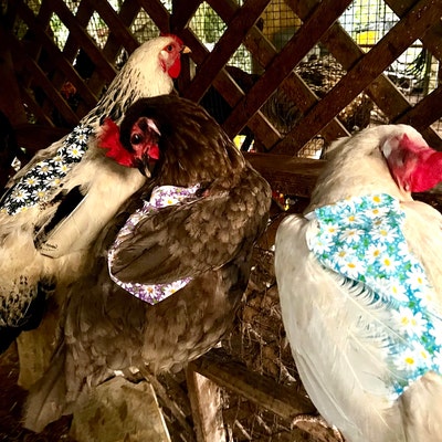 Chicken Diapers/ Hen Diapers/ Birds Diapers/rooster Diaper - Etsy