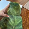 Tolkien Leaf Inner Envelope Holds 5 Cards Fits 6 Envelopes - Etsy