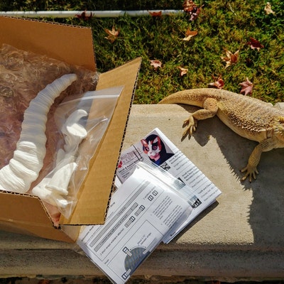 7 Inch Curved Horns pair, Detailed Monster Horns, Blank Resin Horns ...