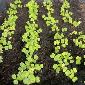Daisy Seeds, Shasta Daisy Flower Seeds,cool BEANS N Sprouts Brand. Home ...