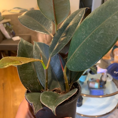 Rubber Tree Plant, Ficus Elastica, Black Prince, Rubber Fig, Rubber ...