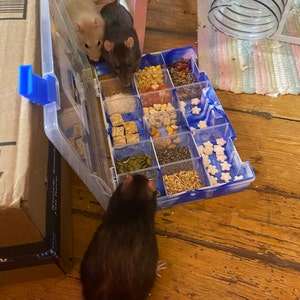 Rat Treat Bundles - Etsy