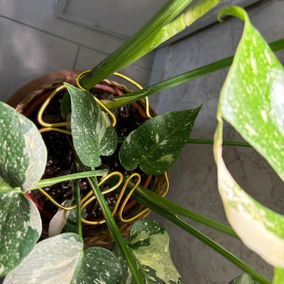 Monstera Shaped Plant Support Gold Coloured - Etsy