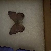 Anaea Ryphea One Real Butterfly Red Pink Peru - Etsy