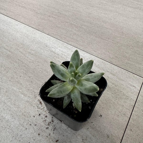 Blue Glow Agave | 3 Gallon | Live Succulent Plant | Cactus | Indoor ...