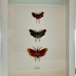 The Luna Moth in Box Frame actias Luna - Etsy