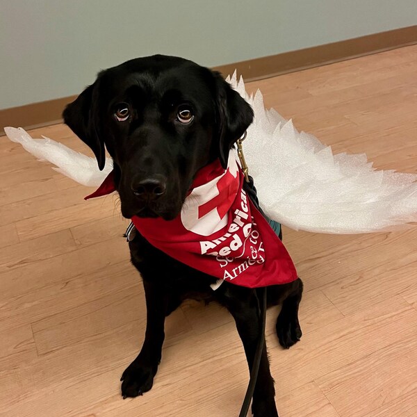 Halloween Wings for Dogs | White Angel Wings | Halloween Dog Wings ...