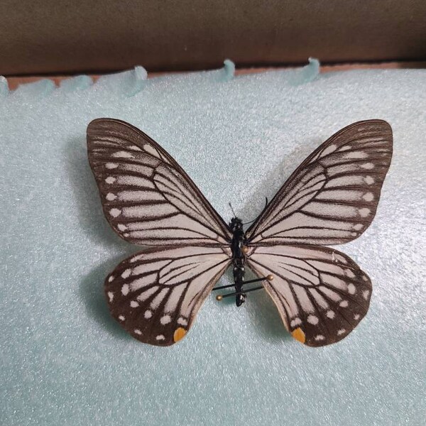 Butterfly Mounting Spreading Board, Insect Pinning Board, 11" Long and ...