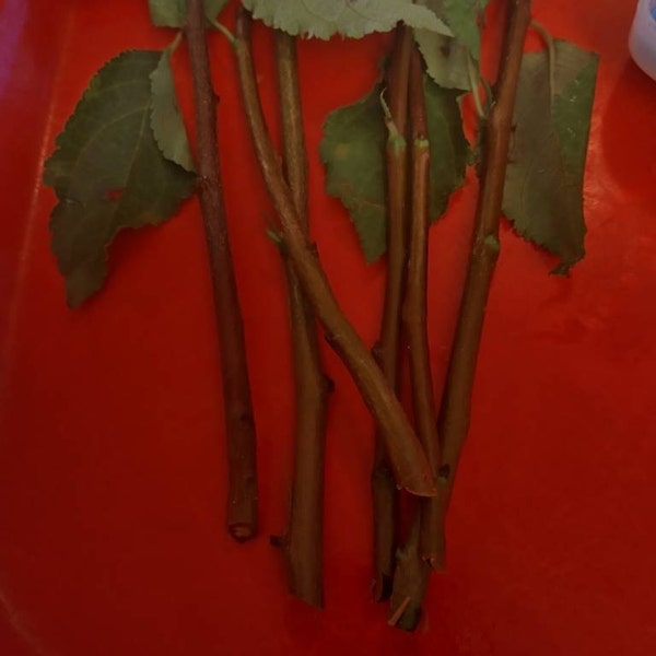 5 Fresh Damson Plum Cuttings • Unrooted Prunus Wood for Propagation ...