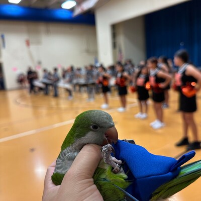 Female Parrots// Bird Diaper Flight Suit 2meters Leash Cockatiel ...