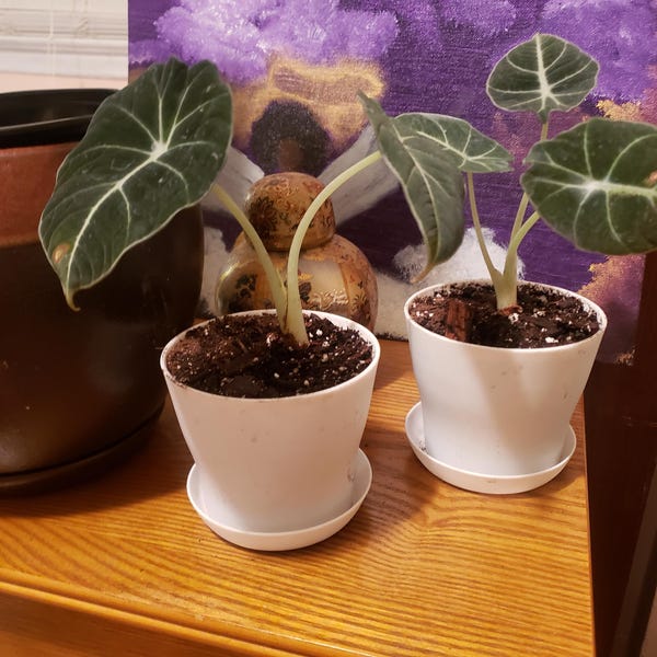 Alocasia Pink Princess Starter Plant (ALL STARTER PLANTS Require You to ...