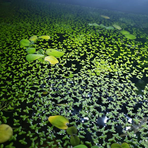 Aquarium Floating Plants for Fish Tank Décor (water Sponges, Amazon ...