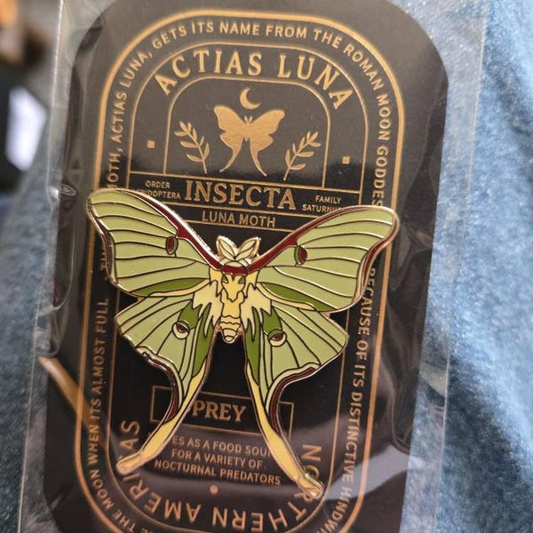 Scissor Grinder Cicada - Neotibicen Pruinosus - Educational Insect ...