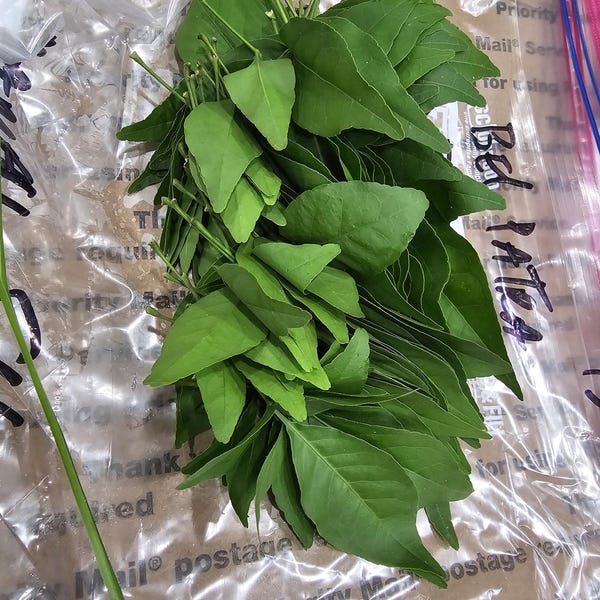 33 Bilva Patra LEAVES Aegle Marmelos Bael Bel Patra Bhagavan Shiva ...