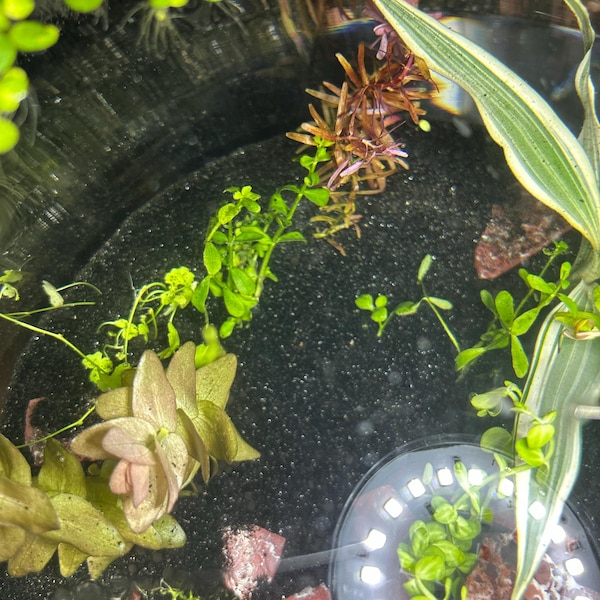 1 Bucephalandra Micro! Live Aquarium Plants! Free S/h Live Aquatic ...