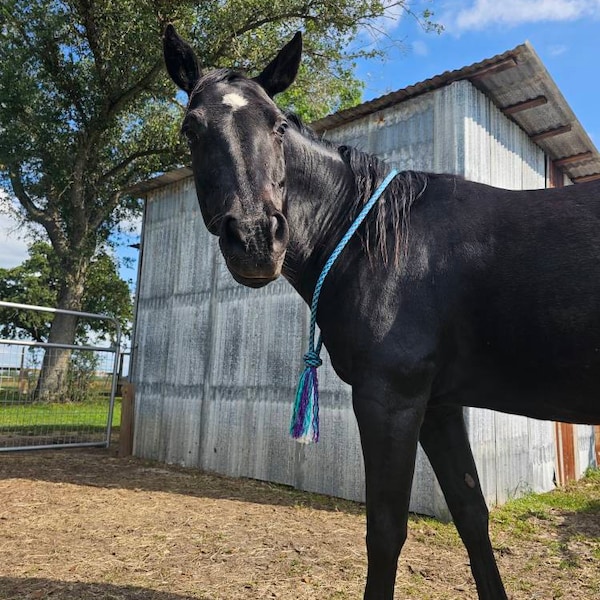 Custom Neck Rope - Liberty Neck Rope, Bridleless Neck Rope, Clinician ...