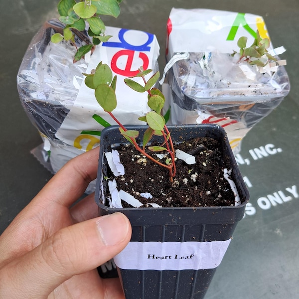Edamame Besweet 292 Soybean Pod Premium Seed Packet - Etsy