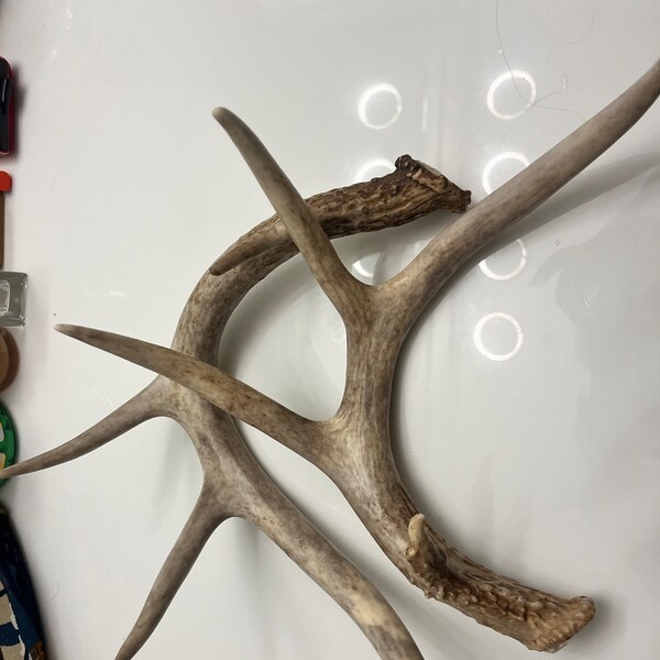 2 Pack Deer Antler. Craft Antler. Grade A Deer Antler. Shed Antlers - Etsy