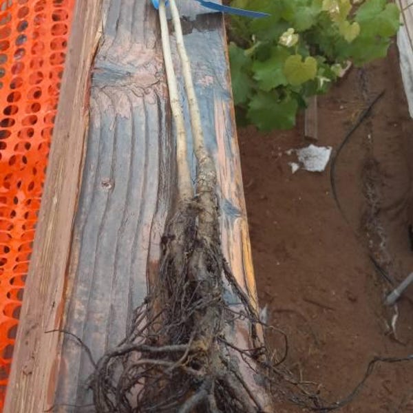 One Live Chinese CHESTNUT Tree Heavy Producers Delicious Nuts at ...