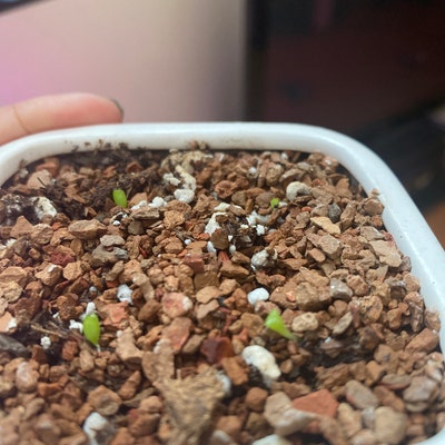 Hildewintera Colademononis Monkey Tail Cactus Seeds Super Furry Hybrid ...