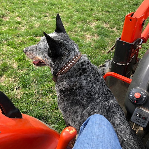 Lucky Dog Collar, Lucky Brand Dog Collar, Martingale Dog Collar. Bling ...