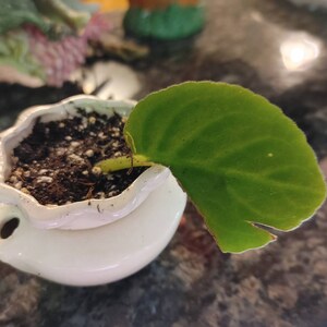 AFRICAN Violet Pot MICRO Mini Self Watering Planter/pot Sold in Pairs ...