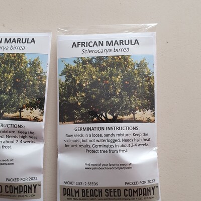 Greek Catnip Seeds nepeta Parnassica Packet of 50 Seeds - Etsy