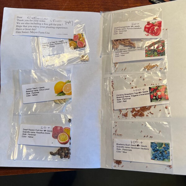 RARE Bonsai DWARF POMEGRANATE Tree Fruit 5 ,15 or 30 Seeds -combined ...